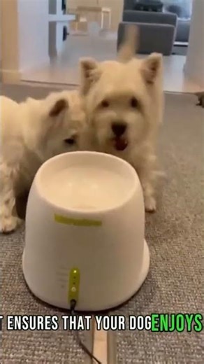 Best interactive dog toy that keeps your dog entertained! 🐶⚡