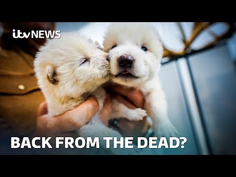 Have scientists brought back the extinct dire wolf? | ITV News