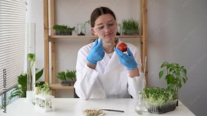 GMO and pesticide modification. Scientist in gloves injecting tomato with red fertilizer. genetically modified food