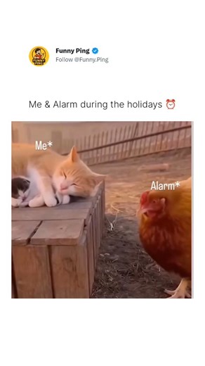 Funny Ping🎖️ on Instagram: "This hilarious and relatable video perfectly captures the struggle between sleep and alarms during the holidays. In the clip, a cat is peacefully sleeping when a rooster suddenly appears and wakes the cat up, acting like an unwanted alarm clock. Annoyed and half-asleep, the cat reacts instantly by slapping the rooster, creating a moment that feels exactly like how we all treat our alarms when we don’t have to wake up early. The on-screen text, “Me and alarm during th