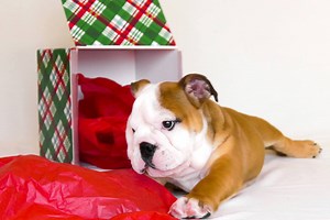 334K views · 1.7K reactions | 'Tis the season of giving and there's no better way to give back than to support animals in need! Find out how you can help → animalplanet.com/giving | Animal Planet | Facebook