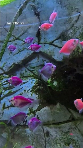 The Rainbow Fish: Nature's Most Colorful Creatures