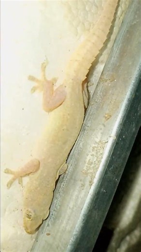 Fat-Tailed House Gecko – Close-Up Realistic Footage