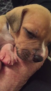 Tired of angry political posts clogging your feed? Then enjoy this lap full of puppies--available for adoption soon, apply here: www.tribeagles.org/adopt ❤️🐶❤️ | Triangle Beagle Rescue of North Carolina