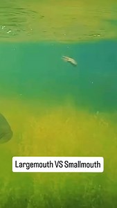 Name a better duel, we'll wait 🎣🔥 . . . #bassforecast #bassforecastpro #largemouthbass #largemouthbassfishing #bassfishing #bigfish #catchoftheday #lunker #bigbass | BassForecast