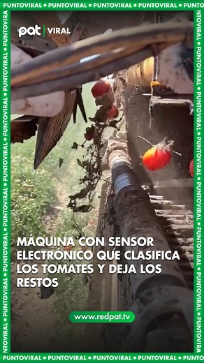 Una máquina con sensor electrónico clasifica los tomates de manera eficiente, separando los frutos perfectos de los restos. #PatBolivia #Agricultura ##tecnología #Tomates #SmartFarming | Pat Bolivia