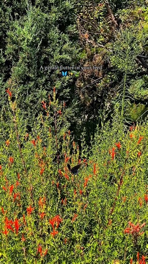 A flutter of butterflies, a breath of peace, and a little reset for your scroll.🦋✨ #swallowtail #butterfly #park | Gathering Place