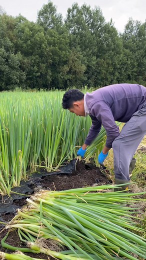 Harvesting spring onion.. | Arly G
