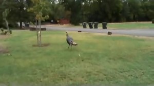 Turkeygeddon: The Thirteen Best Turkey Attack Videos