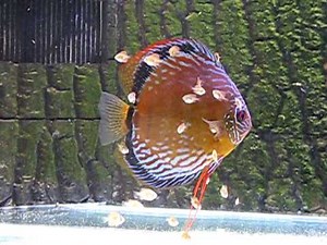Wild Discus with Fry 5