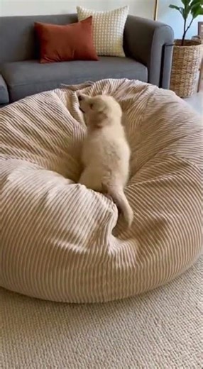 Puppy vs. Beanbag: The Fluff Wins 😂🐶