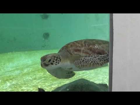 Adventurous Kids: Loggerhead Marinelife Center