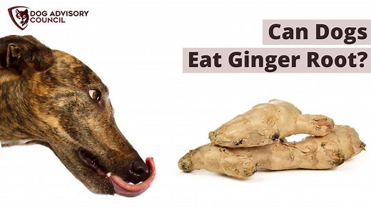 Can Dogs Eat Ginger Root? Raw, Dried, or Cooked? (Explained) | Dog Advisory Council