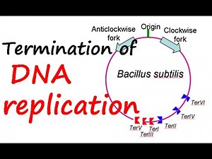 Termination of DNA replication in E.coli