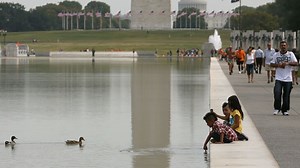 80 ducklings die in monument reflecting pool
