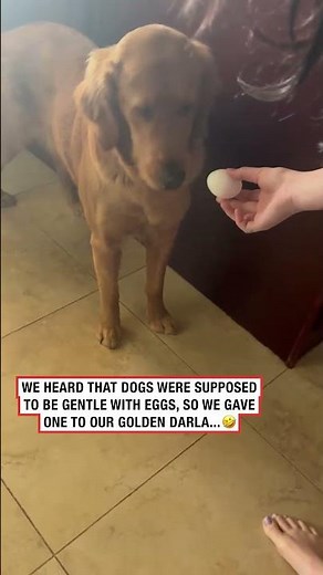 Dog is not gentle with egg 🤣😲 (🎥: ViralHog)