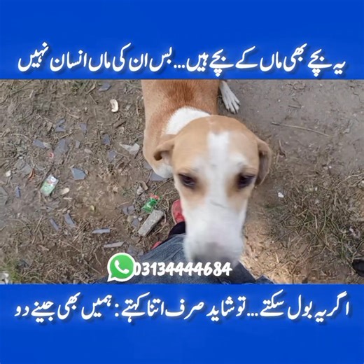 These 11 innocent puppies were shivering on the streets last night… surrounded by huge houses, yet no one gave them a single warm corner to survive. Today, they are finally safe inside my shelter — a place that is already full, but my heart wasn’t able to leave them out there in the freezing cold. Even though my shelter has no space left, I still brought them in… because their lives matter more than my comfort, more than my struggles, and more than the excuses people give. They are finally warm,