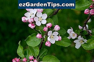 Dwarf Flowering Crabapple Trees 🌱 Tips Jardineros - Es.ezGardenTips.com