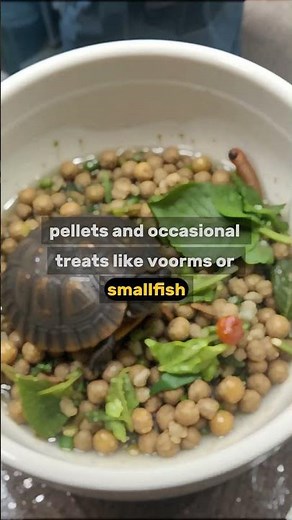 Turtle Care 101 How to Keep Your Pet Happy & Healthy!