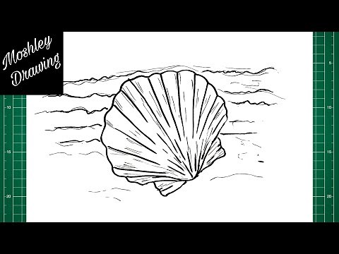 How to Draw a Scallop Shell