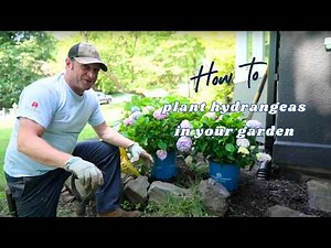 How to plant & grow hydrangeas in your garden | The Remodeler's Guide #gardeningtips #gardening