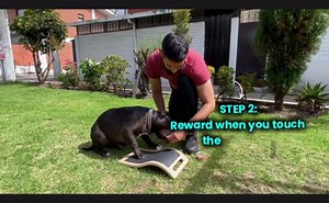 Dog Scratch Board - Dog Scratch Pad for Nails for Small, Medium and Large Dogs (15.7x9.8x2.35 inch)