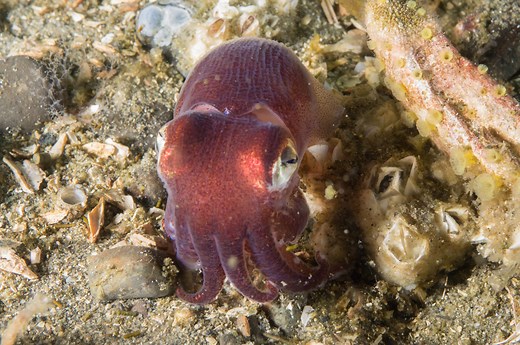 Creature Feature: Googly-Eyed Stubby Squid | National Marine Sanctuary Foundation