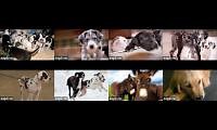 Mix of 8 videos from youtube : Service Dog Project   WCC