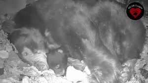 1.5M views · 36K reactions | What’s it called when a mother bear has...