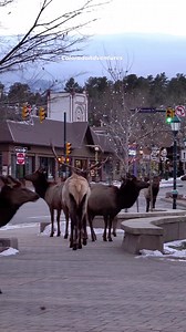 4.5M views · 155K reactions | Elk in downtown Estes Park, Colorado. #elk #Colorado #coloradoadventures #estespark #elkherd #fyp | Colorado Adventures | Facebook