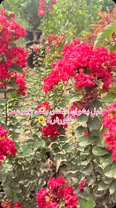 🌸 Lajistonia Double Flowers Bold Colors, Heavy Blooming! #gardening #nursery #gardendecor #flower #tranding #plants #decoration | Dogar Online Nursary and Kitchen Gardening Shop
