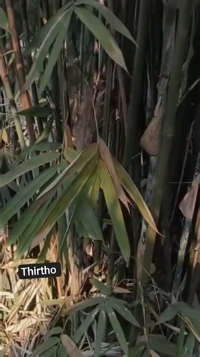 Amer posondor khabar 🥲 tomader????