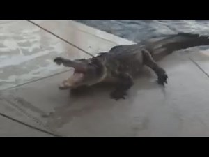 Florida woman finds 9-foot alligator in backyard pool