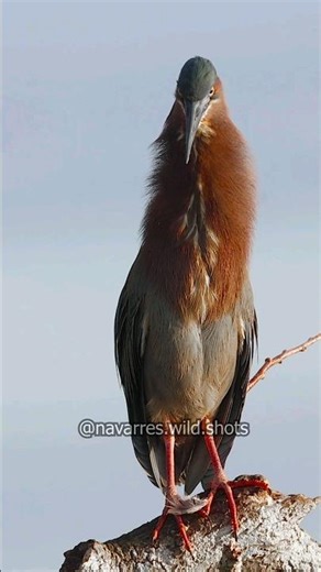 Green Heron Extends its Neck! #birdsounds #funnyanimals