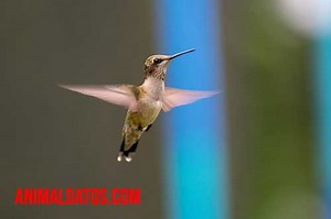 Como alimentar a un colibrí adulto y a uno recién nacido