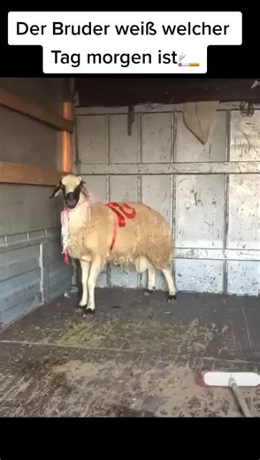 #fy #fyp #kurbanbayramı #restinpeaceschaf