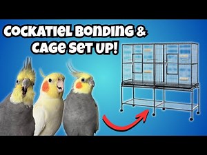 Cockatiel Cage Set Up - Bonding Our Rescue Cockatiels To Live Together | TheParrotTeacher