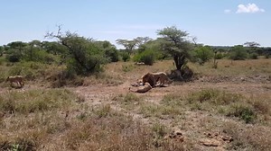 182K views · 5.1K reactions | Serengeti- Pride of lions hunting and killing zebras | Animal Planet Channel | Facebook