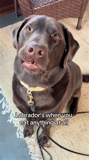He is in disbelief that you are not feeding him too #labrador #chocolatelab #labradorretriever #dogsofttiktok