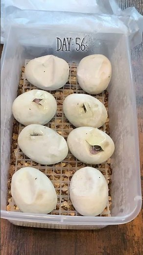 Our first ball python clutch has started hatching! #snakefarm