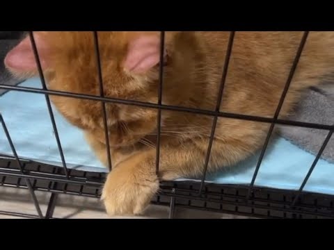 She Adopted the Shelter's "Problem Cat" – What Happened 3 Months Later Will Shock You