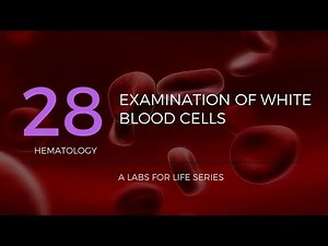 Examination of White Blood Cells