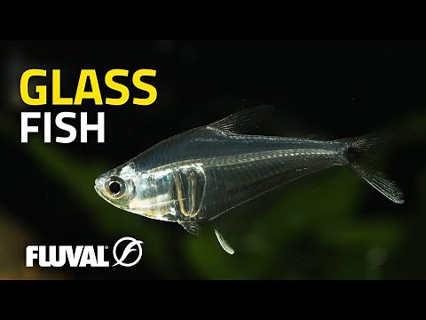 SEE-THROUGH FISH?! | Incredible Underwater Camouflage