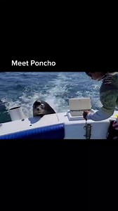2.1M views · 10K reactions | A sealion jumped on our boat!  #sealion #pets #animals #dogs #fishing #reels | CEO Fishing | Facebook
