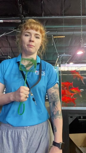 114K views · 1.8K reactions | Goldfish and a small tank= #goldfish #naturepetsandaquariums #roseybarb #fish #fishthings #poop | Nature Pets & Aquariums | Facebook