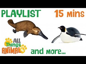 * TOP 9 FUNNY ANIMALS * | Playlist For Kids | All Things Animal TV