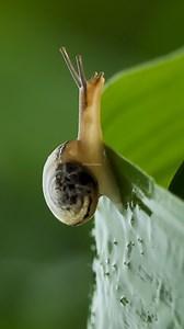 Snail on leaf at rainforest #rainforest #snail #insect #nature #leaf #green #crawl #beauty HA22062 | HAWI Studios