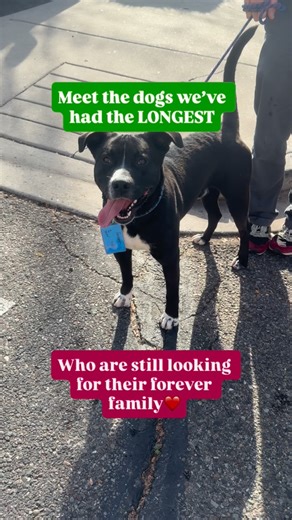 Here are some of the dogs we’ve had the longest. They have either been overlooked or just haven’t found the right fit 💔 All are so ready and deserving of their forever home! You can see more details of each dog on our website grandrivershumane.org or contact us with any questions ✨ The best way to determine if a dog is the right fit for you and your family is a meet and greet! Come meet these pups at our weekly Saturday adoption events or contact us to set up a meeting 🐾 📍 Chow Down Pet Suppl