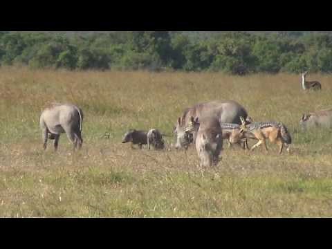 Black-backed jackals hunting warthog piglets