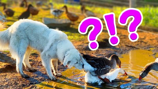 Teaching farm dog about birds and bees on property